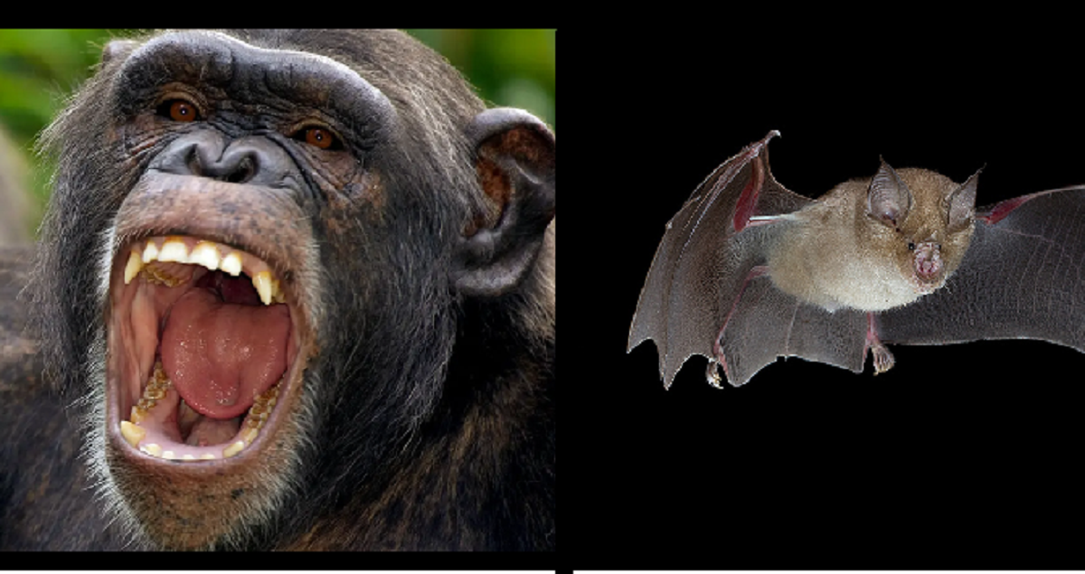 Possible Connections of Beliefs of HIV Origins and COVID-19 Origins ...