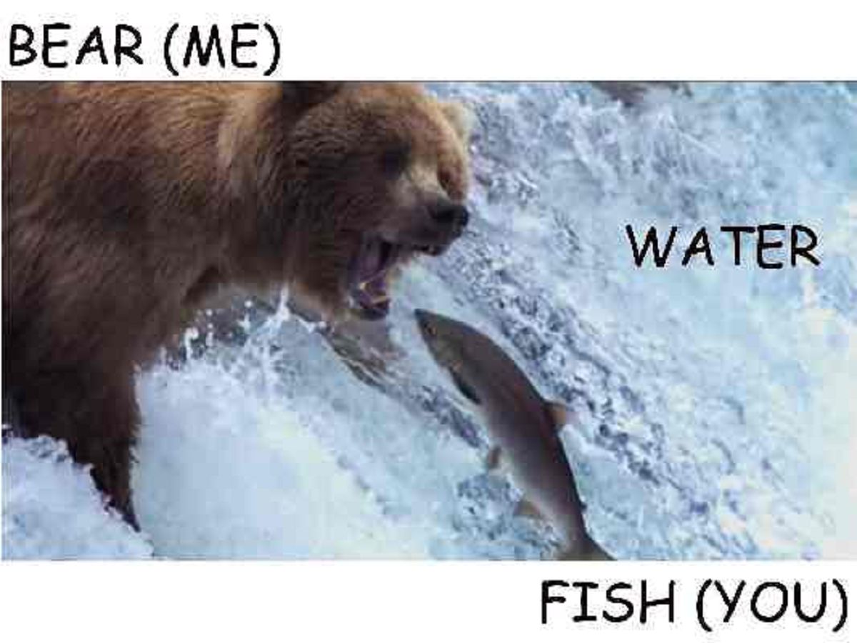 THE BEAR | Super Survey Maker